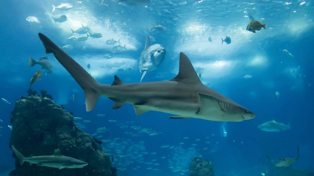 Why do We Need Sharks for Our Ecosystem? - Oceans Research Why do We Need Sharks for Our Ecosystem? - Oceans Research